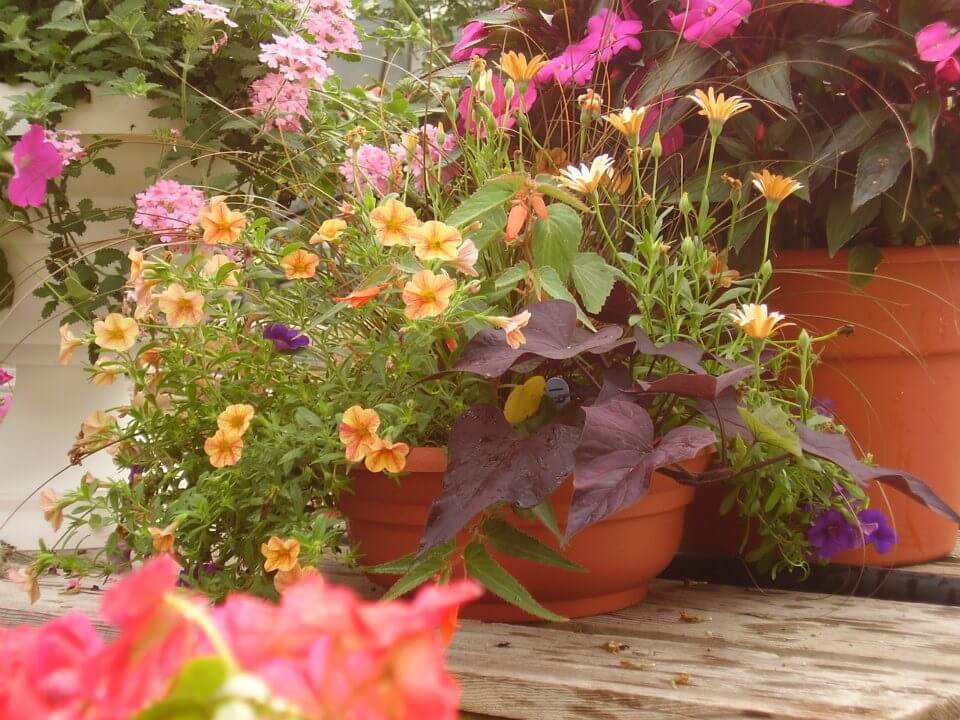 Mixed Containers | Plant Pots by Kettell's Greenhouse