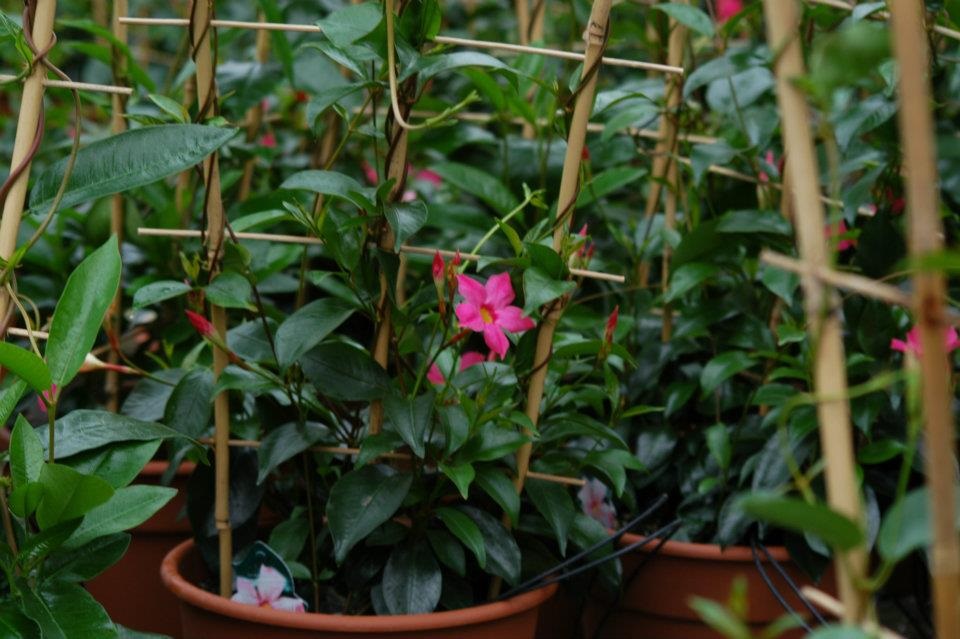 Beautiful Mixed Containers - Kettell's Greenhouse
